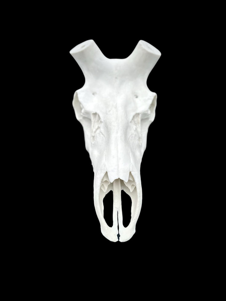 Elk Skull (With Teeth) – Pinchback Skulls