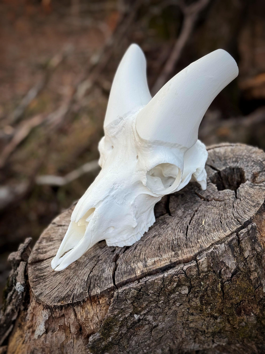 The most realistic skulls on the planet – Pinchback Skulls