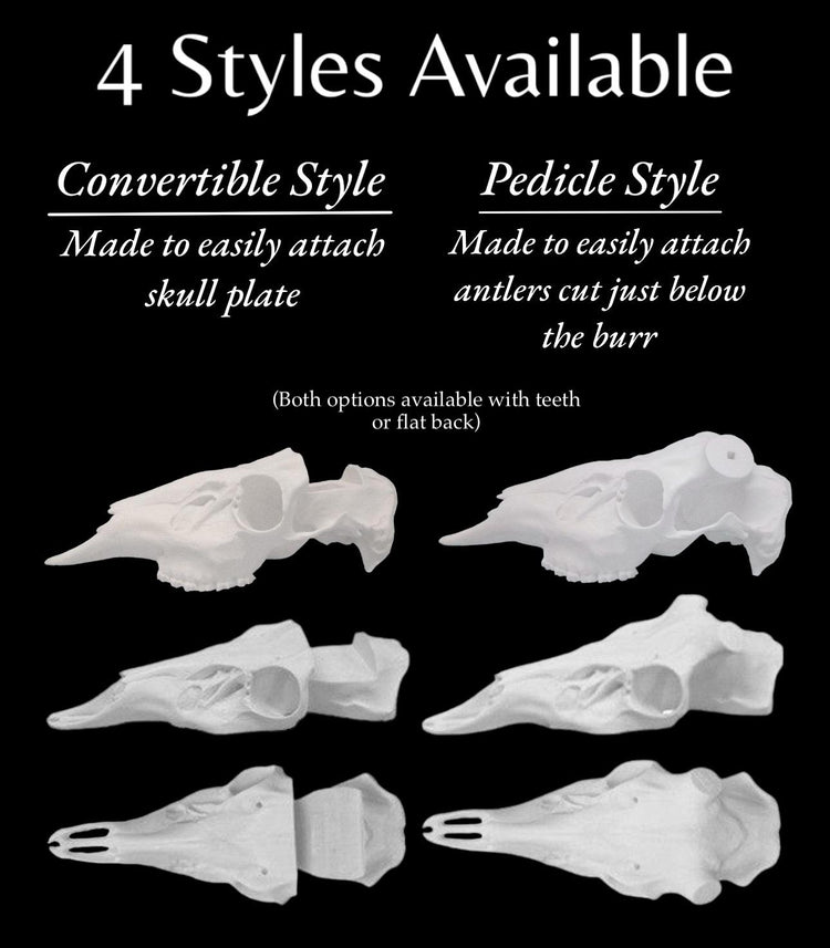 Elk Skull (With Teeth) – Pinchback Skulls