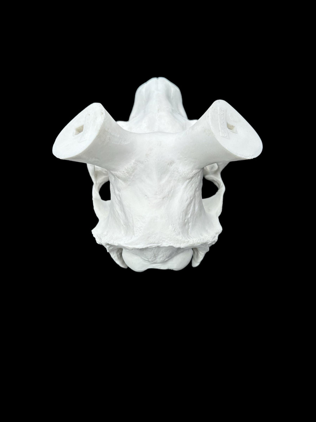 Elk Skull (With Teeth) – Pinchback Skulls