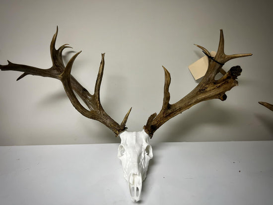 The most realistic skulls on the planet – Pinchback Skulls