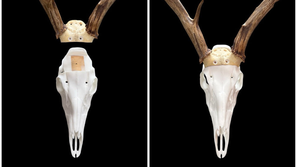 The most realistic skulls on the planet – Pinchback Skulls