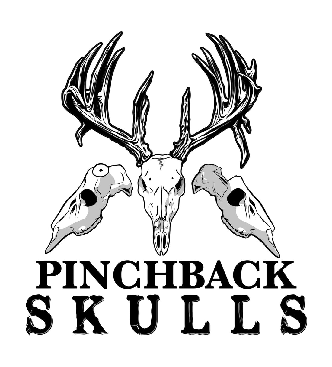 Elk Skull (With Teeth) – Pinchback Skulls