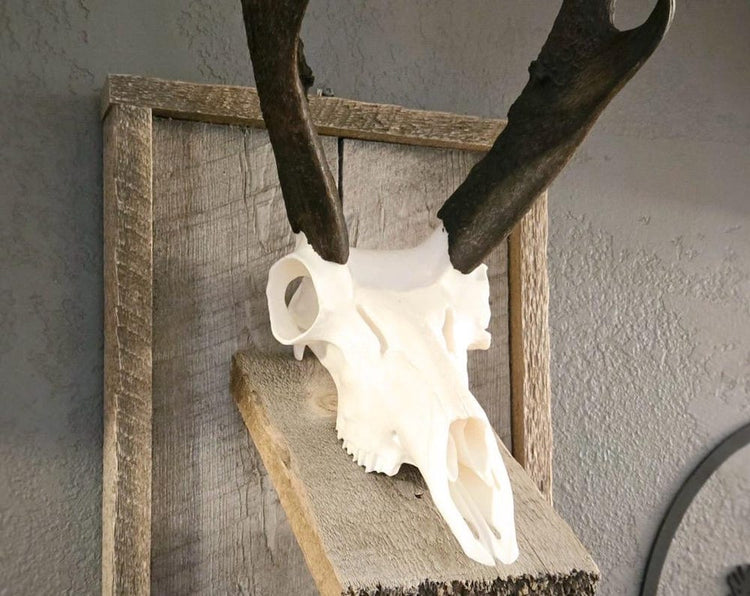 The most realistic skulls on the planet – Pinchback Skulls